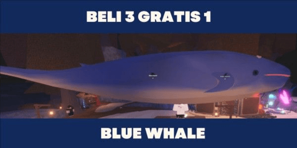 Beli Fish Blue Whale Fisch Terlengkap dan Termurah Maret 2025 3342364 ...